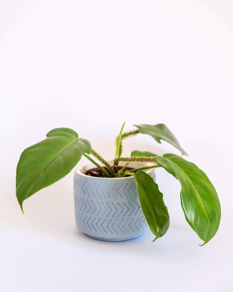 Round Fishtail Pot (M)