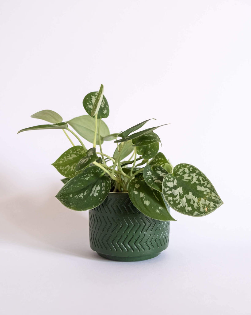 Round Fishtail Pot (M)